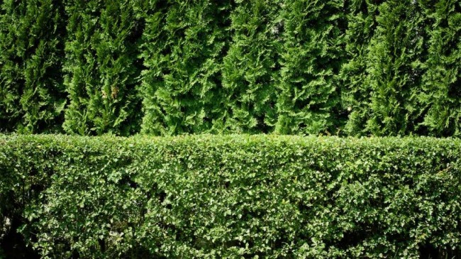 19 Privacy Plants For Screening Your Yard In Style | Decoist