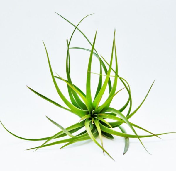 Different Types of Air Plants and How To Identify Them