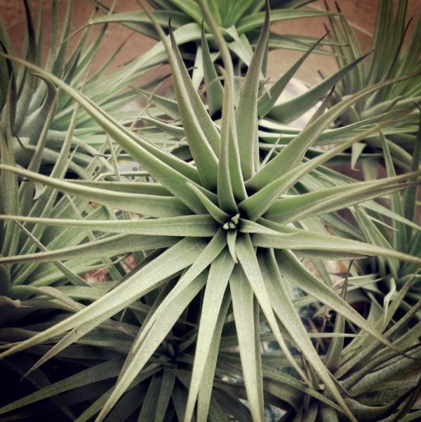 Different Types of Air Plants and How To Identify Them