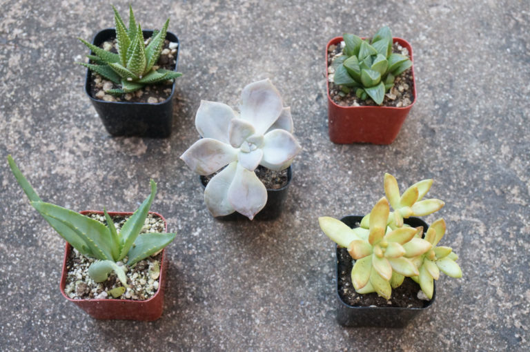 Tips for Planting a Succulent Garden | Decoist