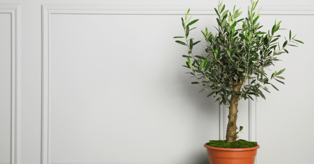 Complete Handbook for Growing an Olive Tree Indoor | Decoist