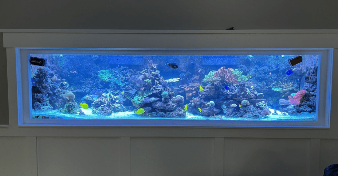 Bring Some Aquatic Elegance to Your Living Room with a Fish Tank in the ...