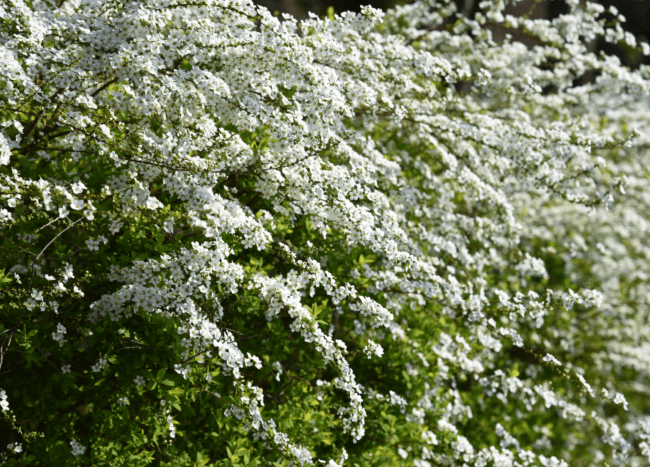 Elevate Your Garden Aesthetic with These Fast Growing Shrubs | Decoist